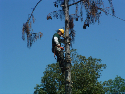 Tree Service San Mateo, CA | Econo Tree Service, Inc.