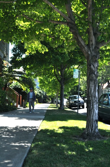 Where to Donate Trees In and Around Redwood City | Econo Tree Service, Inc.
