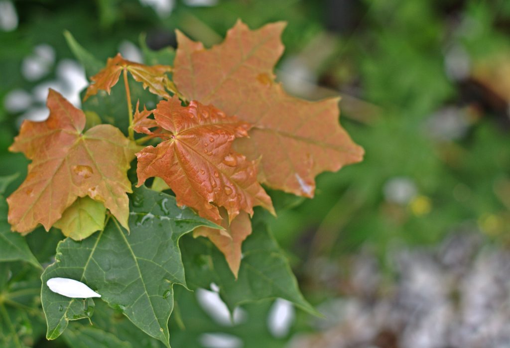 Try These 4 Tips if Your New Tree's Leaves Are Turning Brown or Wilting ...