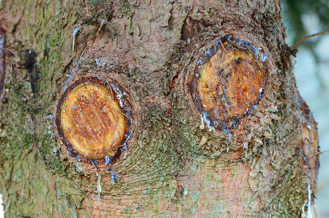 Critical Signs and Symptoms of Tree Stress | Econo Tree Service, Inc.
