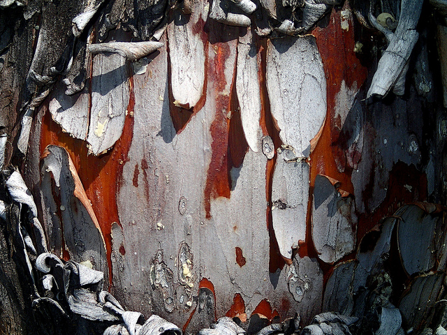 5 Reasons Bark Is Falling Off Your Trees | Econo Tree Service, Inc.