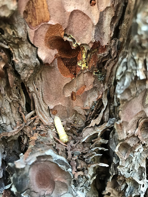 5 Reasons Bark Is Falling Off Your Trees | Econo Tree Service, Inc.