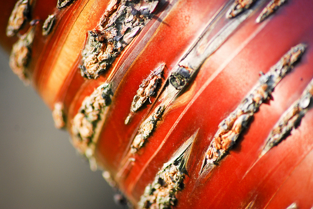 5 Reasons Bark Is Falling Off Your Trees | Econo Tree Service, Inc.