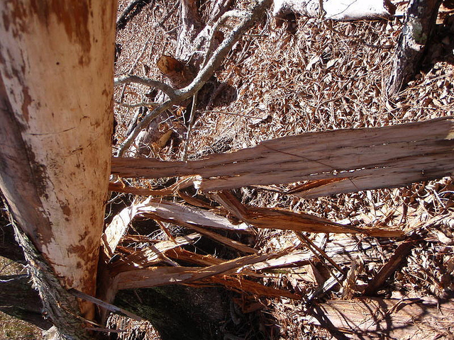 5 Reasons Bark Is Falling Off Your Trees | Econo Tree Service, Inc.