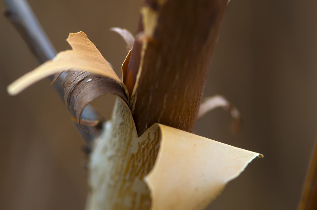 5 Reasons Bark Is Falling Off Your Trees | Econo Tree Service, Inc.