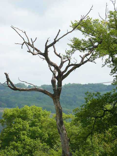 What To Do After The Death of a Tree | Econo Tree Service, Inc.